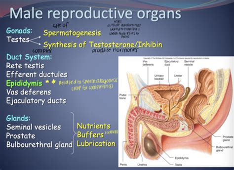 Human Physiology Ii Lecture 22 Male Reproductive Physiology