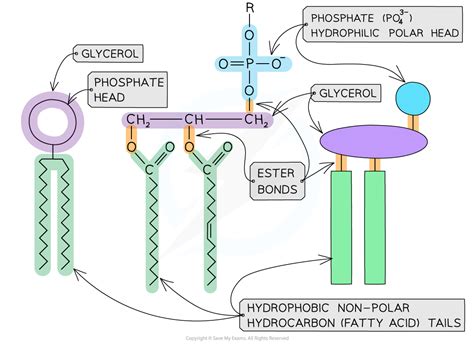 Phospholipids Sl Ib Biology Revision Notes 2025