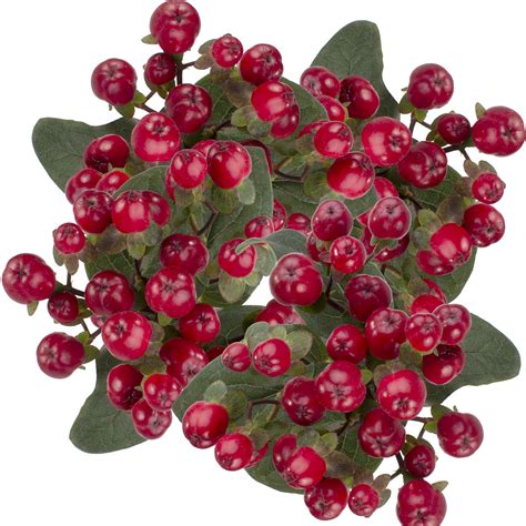 Red Hypericum Fresh Cut Flowers