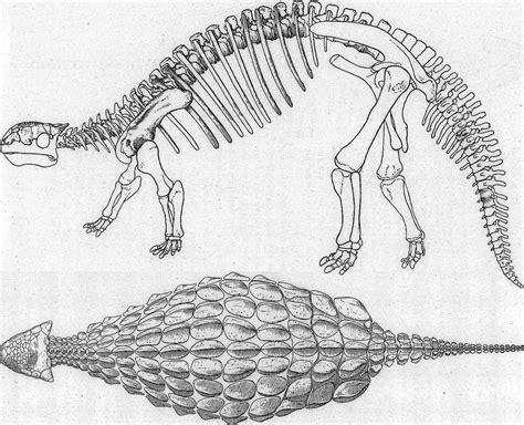 Facts About Ankylosaurus The Armored Dinosaur