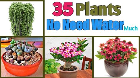 Indoor Plants That Do Not Need Much Water At Edward Voorhies Blog