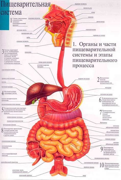 Human Body System In Russian Анатомия человека медицина Дыхательная