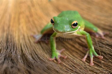 Tree Green Frog Ready To Jump On The Grass Stock Image Image Of Grass Pose 247530843