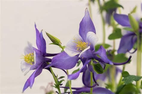 10 Native Georgia Perennial Flowers 2023 Guide The Gardening Dad