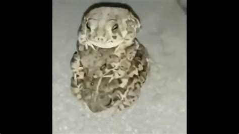 Stack Frog R Bisexual