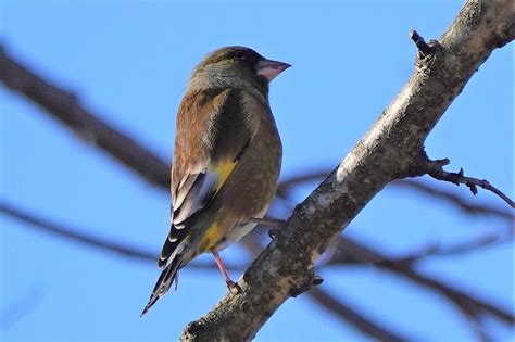 オオカワラヒワ 2021 03 07 日本の野鳥識別図鑑