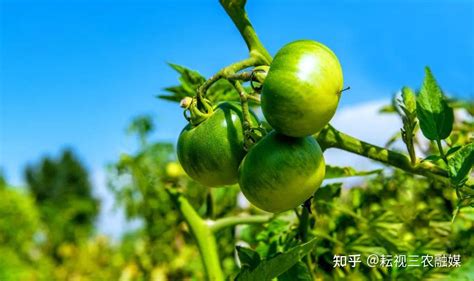 安琪福邦酵母肥：钱袋子变厚的原理 知乎