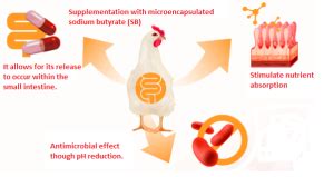 Butyric Acid Nutritional Alternative To Antibiotics In Poultry Nutrition
