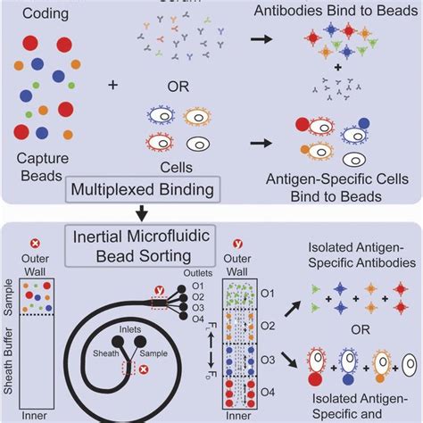 Principle Of Multiplexed Protein And Cell Sorting Using A Dean Flow