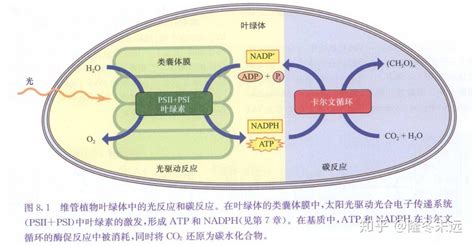 光合作用 知乎