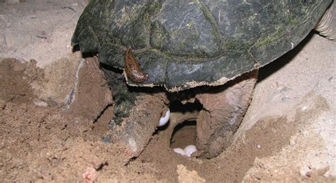Snapping Turtle Eggs