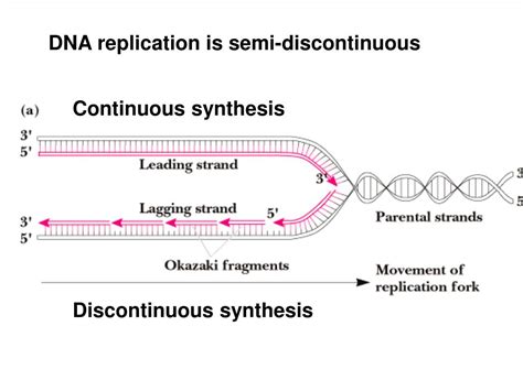 Ppt Replicaci ón Del Dna Powerpoint Presentation Free Download Id