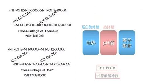 实用篇抗原修复原理和方法 每日生物评论
