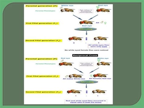 Sex Linked Inheritance Sex Influence Inheritance And Sex Limited Cha