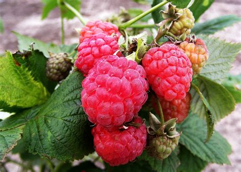 Raspberry Octavia Rubus Idaeus Octavia Soft Fruit Soft Fruit Raspberry Octavia Rubus Idaeus Octavia Soft Fruit Soft Fruit