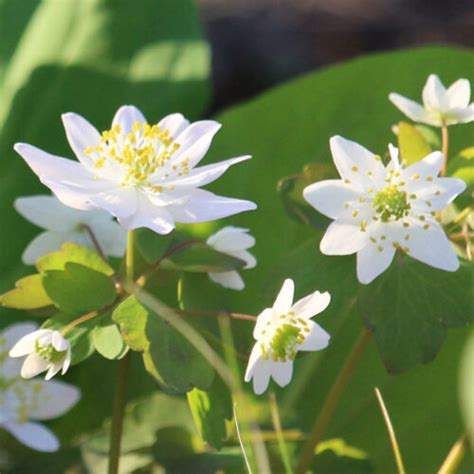 Rue Anemone Groundwork Illinois