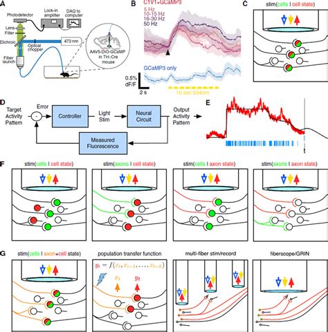 Closed Loop And Activity Guided Optogenetic Control Pmc