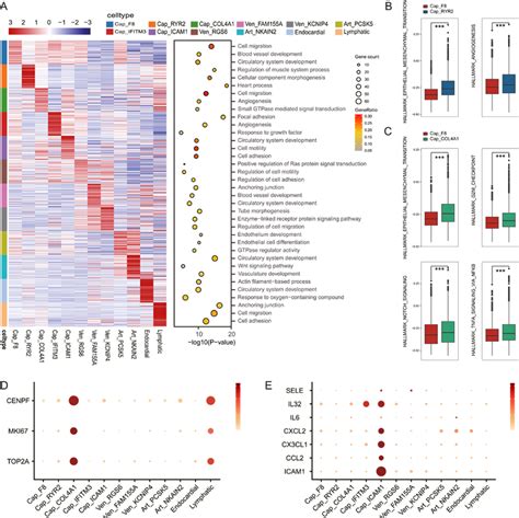 A The Heatmap Represents The Enrichment Of Gene Ontology Go
