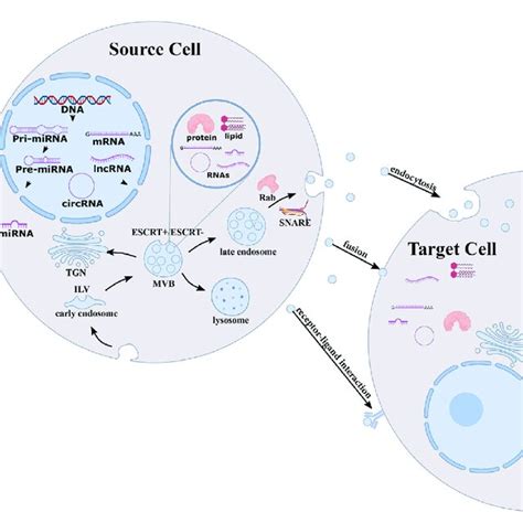 Sorting Mechanism For Exosomal MiRNAs MiRNA Originates In Nucleus And