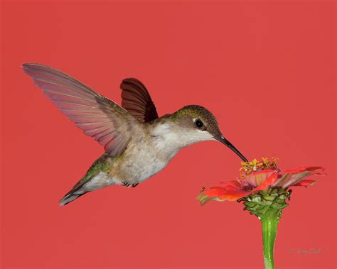 Ms Ruby Photograph By Gerry Sibell Fine Art America