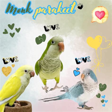 Monk Parakeet Quaker Parrot Care Food Training Size And Lifespan