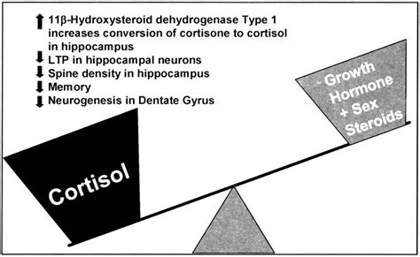 Age Related Reduced Production Of Gh And Sex Steroids Negatively