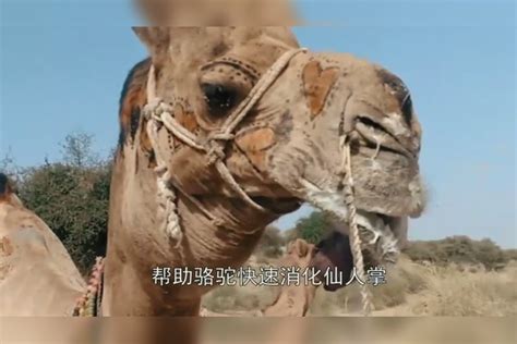 骆驼吃得正香时，突然吐出个“粉红肉球”，这究竟是个啥？