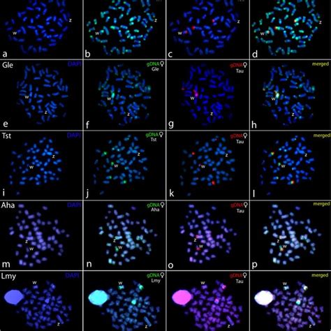 Comparative Genomic Hybridization — Inter Specific Scheme I “all Download Scientific Diagram