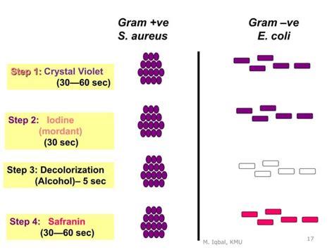 4 Microbial Control Methods Unit Ii 2 Pptx