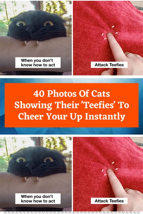 40 Photos Of Cats Showing Their Teefies To Cheer Your Up Instantly