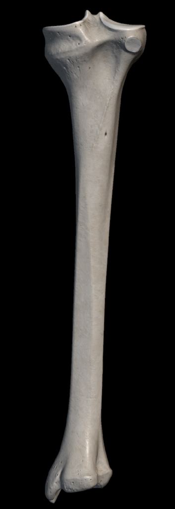 Right Tibia Posterior View Diagram Quizlet