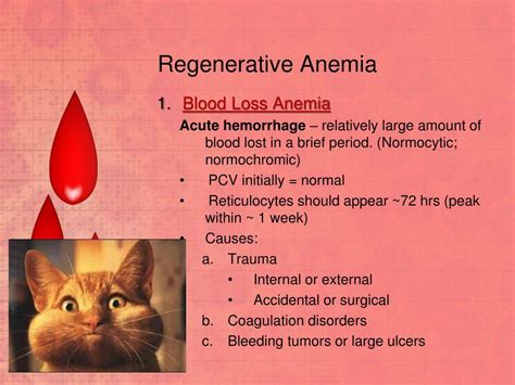 What Is Non Regenerative Anemia At Geri Hodge Blog