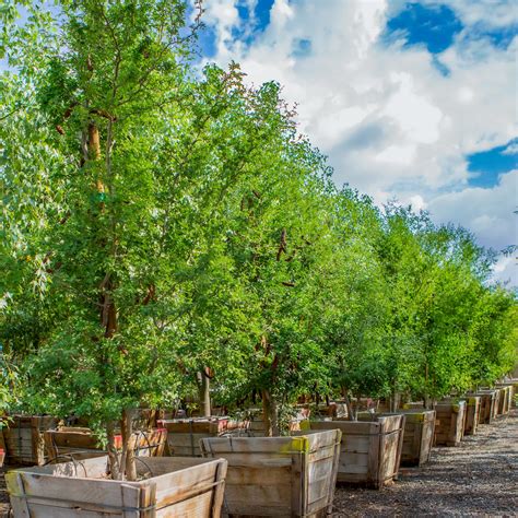 Texas Ebony Desert Trees Moon Valley Nurseries