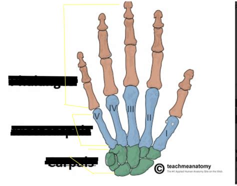 Femur Appendicular Skeleton Lower Limb — Printable Worksheet