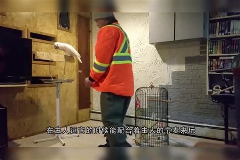 主人带回一只小泰迪鹦鹉喜欢得不得了泰迪长大后却是这样 泰迪 鹦鹉 主人