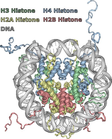 Structure Of The Nucleosome Core Particle Based On Pdb Id 1kx5 Download Scientific Diagram