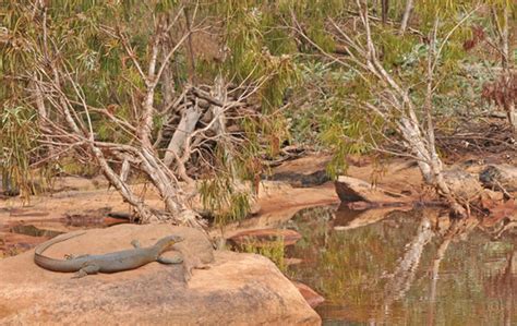 Mertens Water Monitor