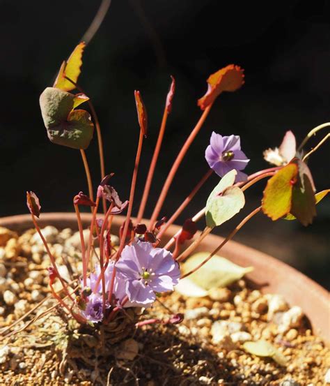 庭の四季を綴る2 タツタソウも開花白花ジンチョウゲ満開
