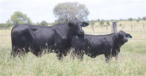 Brangus Breed Hits A New High Farm Online Act