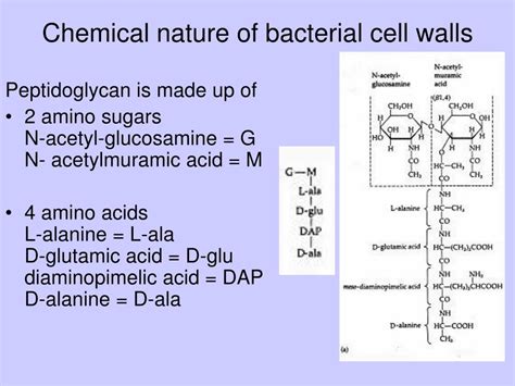 Bacterial Cell Structure And Function Ppt