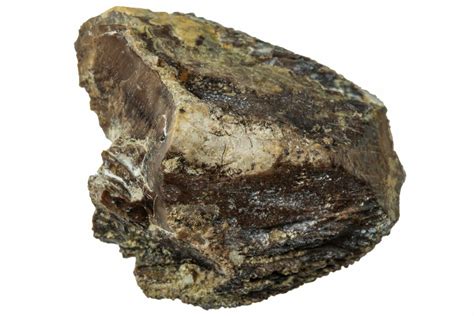 66 Fossil Dinosaur Triceratops Partial Tooth Wyoming 323971