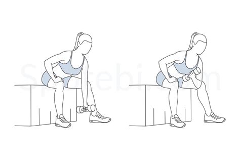 Concentration Curl Illustrated Exercise Guide