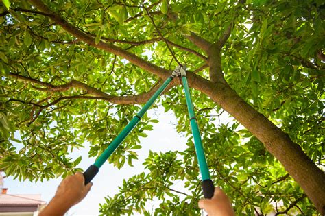 To Prune Or Not To Prune Expert Advice For Healthy Tree Growth The