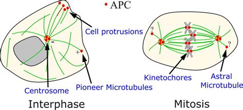 APC Localization APC Has Been Localized To Several Subcellular Download Scientific Diagram