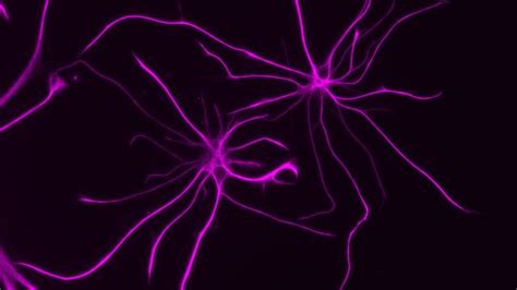 Astrocyte Study Goes Beyond The Neuron To Understand Brain Disorders Technology Networks