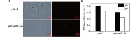Ros And Atp Detection In Yeast Cells A After Confocal Observation
