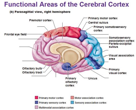 The Cerebral Cortex Article Of The Day English The Free