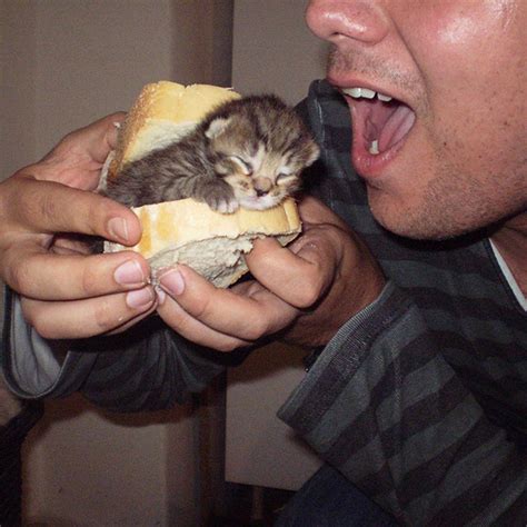 18 Pictures Of Cat Sandwiches That Will Make You Hungry Defused