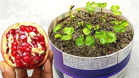 Pomegranate Seeds For Planting