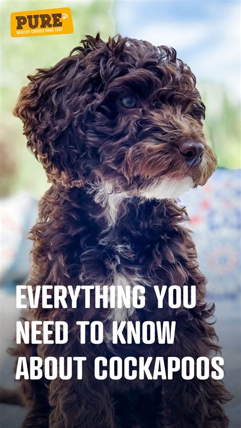 Cockapoo Breed Information Cockapoo Cockapoo Temperament Black Cockapoo